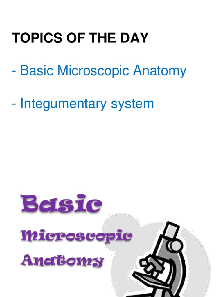Histologi Sistem Integumen Manusia | PDF | Epithelium | Human Anatomy