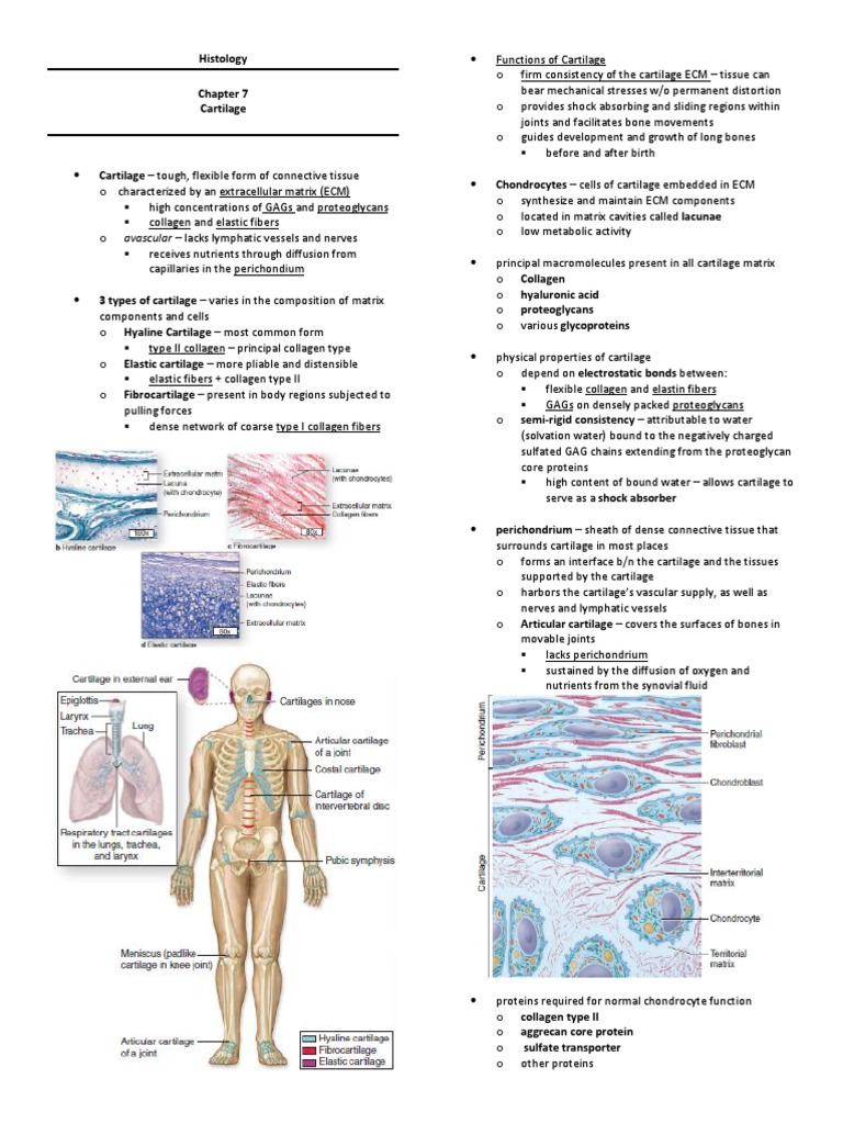 Cartilage | PDF | Cartilage | Extracellular Matrix