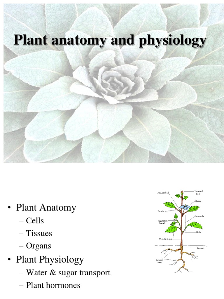 Plant anatomy.ppt | Plant Stem | Leaf | Free 30-day Trial | Scribd