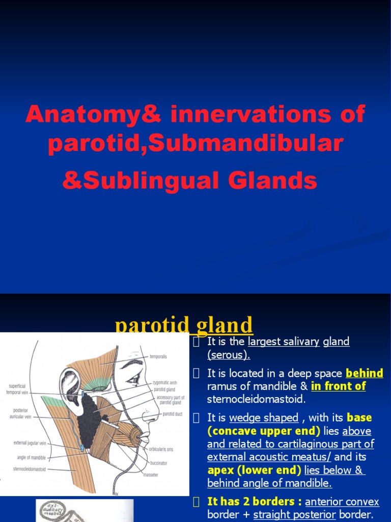 Anatomy& Innervations of Parotid, Submandibular &sublingual Glands ...