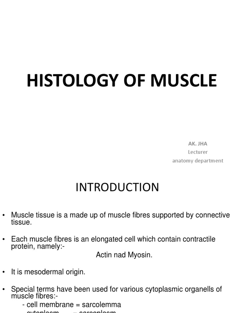 Histology of Muscle: Lecturer Anatomy Department | PDF | Myocyte ...