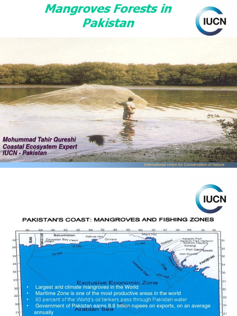 Mangroves Forests in Pakistan | PDF | Mangrove | International Union ...