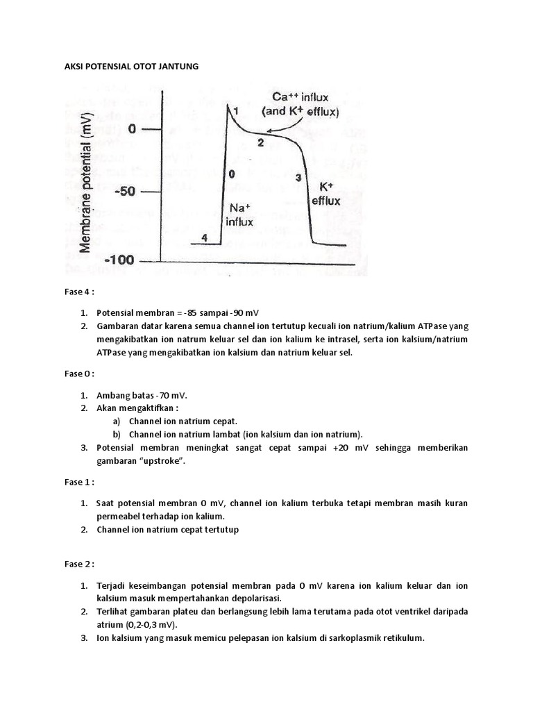 Aksi Potensial Otot Jantung | PDF