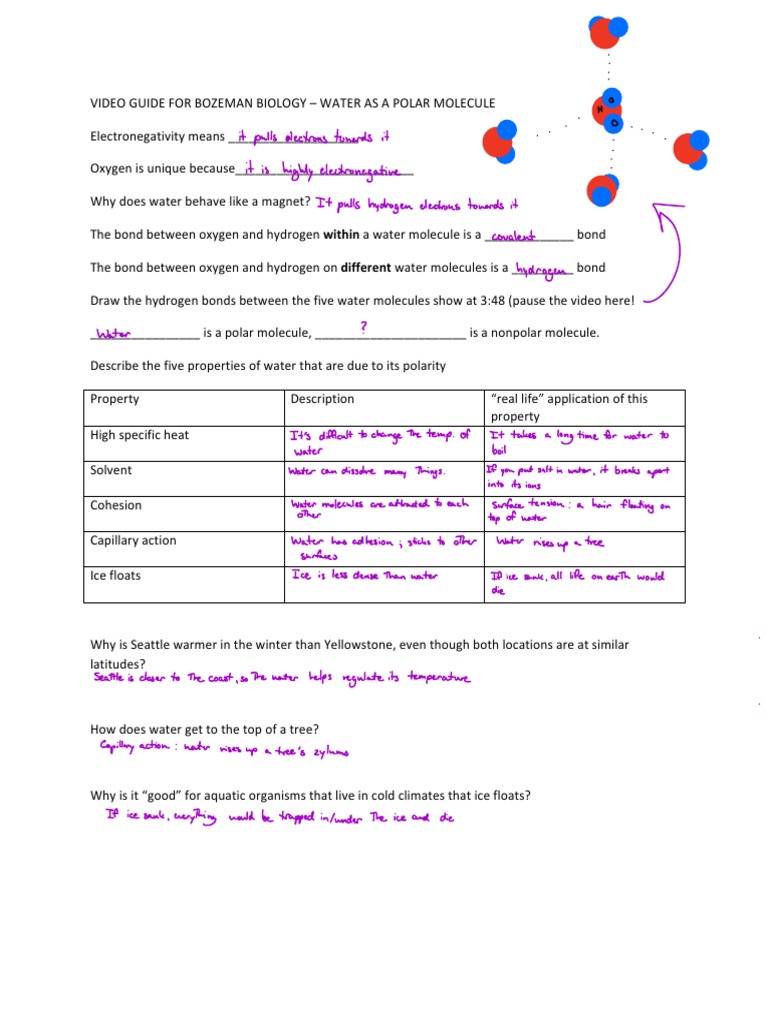 VIDEO GUIDE FOR BOZEMAN BIOLOGY Water As A Polar Molecule | PDF ...
