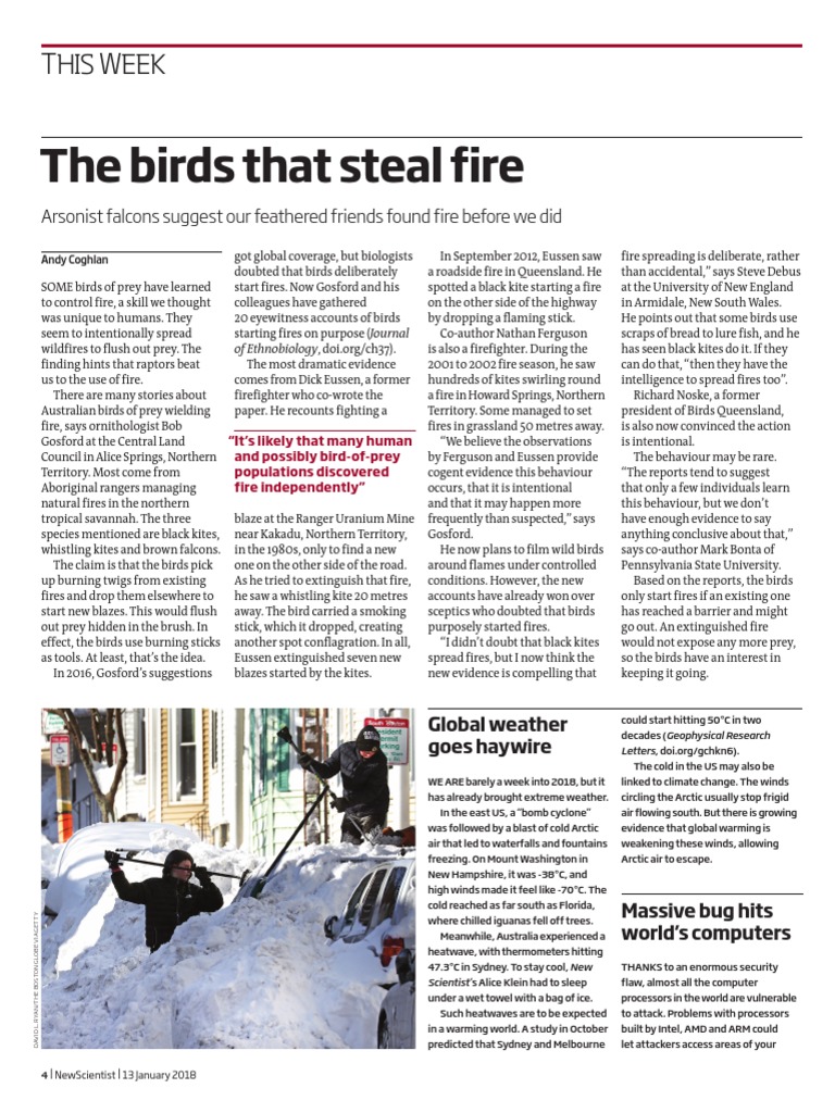 Extreme Weather and Fire-Starting Birds | PDF | Wildfire | Birds