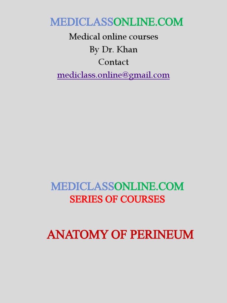 Anatomy of the Perineum: Key Insights | PDF | Clitoris | Human Anatomy