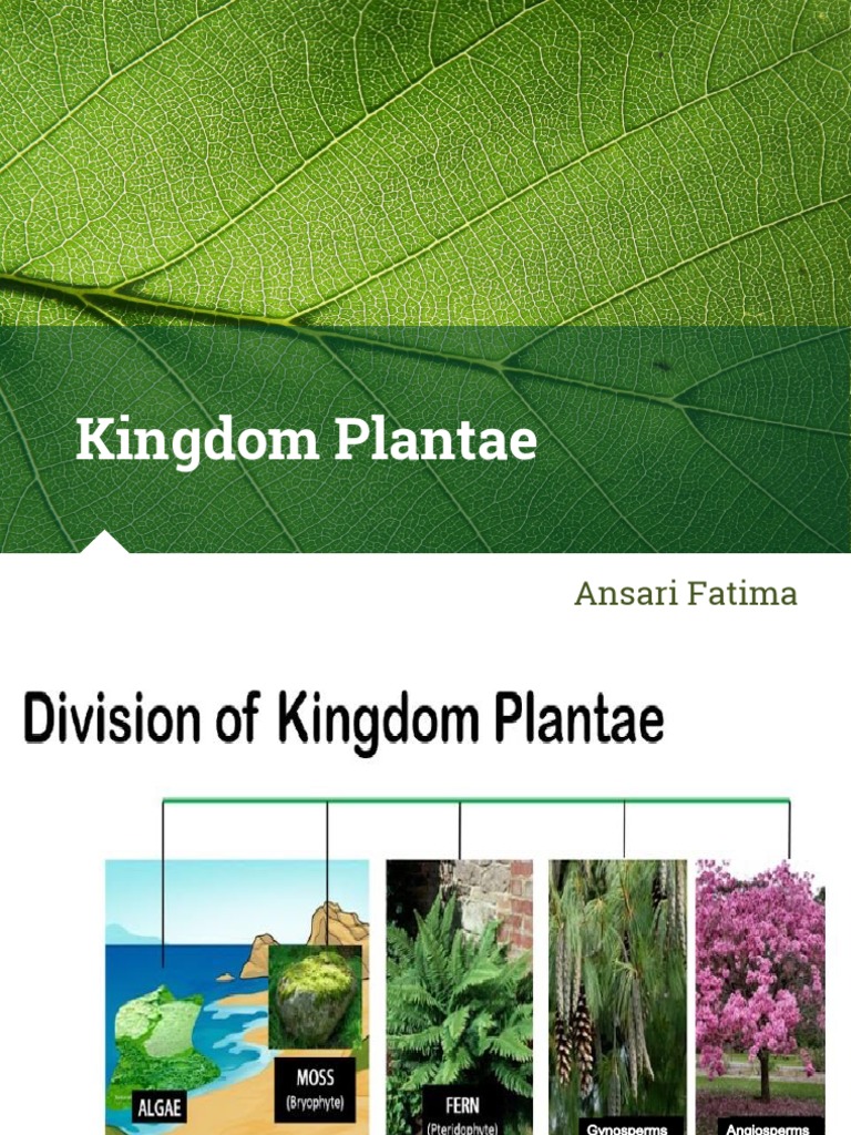 Classification of Plants | PDF
