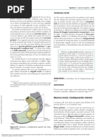 Anatomía y Fisiología Anorrectal | PDF | Recto | Sistema digestivo