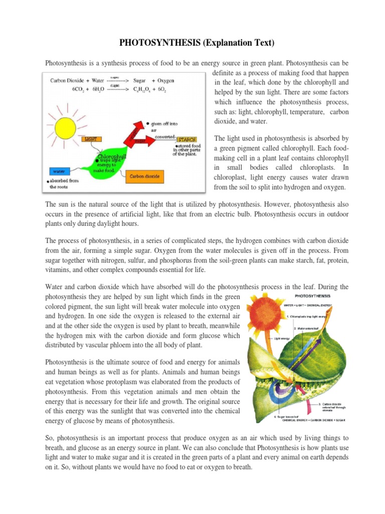 PHOTOSYNTHESIS (Explanation Text) | PDF | Photosynthesis | Photochemistry