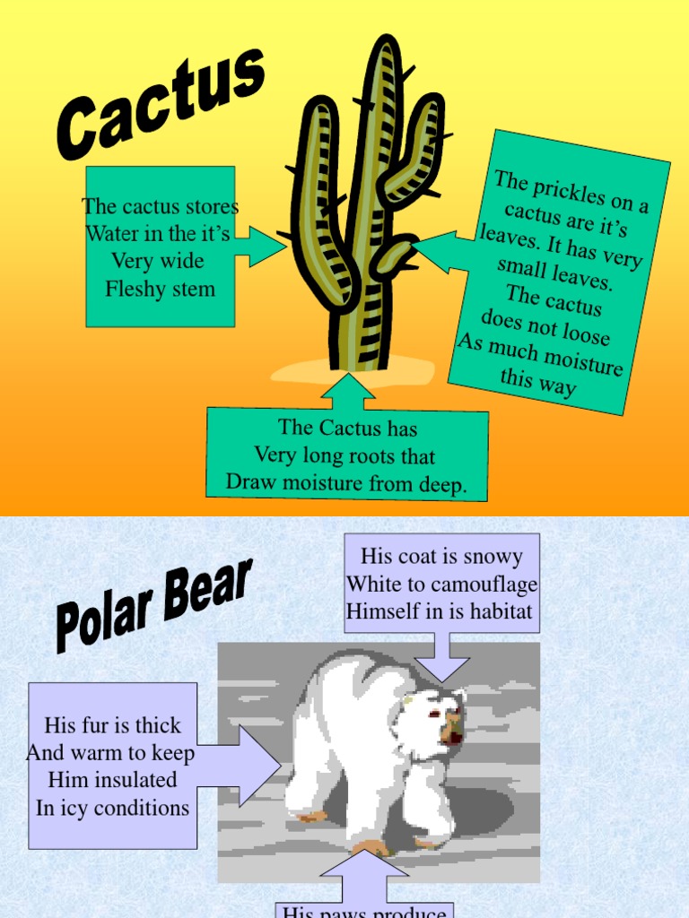 The Cactus Stores Water in The It's Very Wide Fleshy Stem | PDF | Home ...