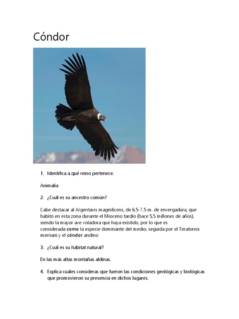 Cóndor | PDF