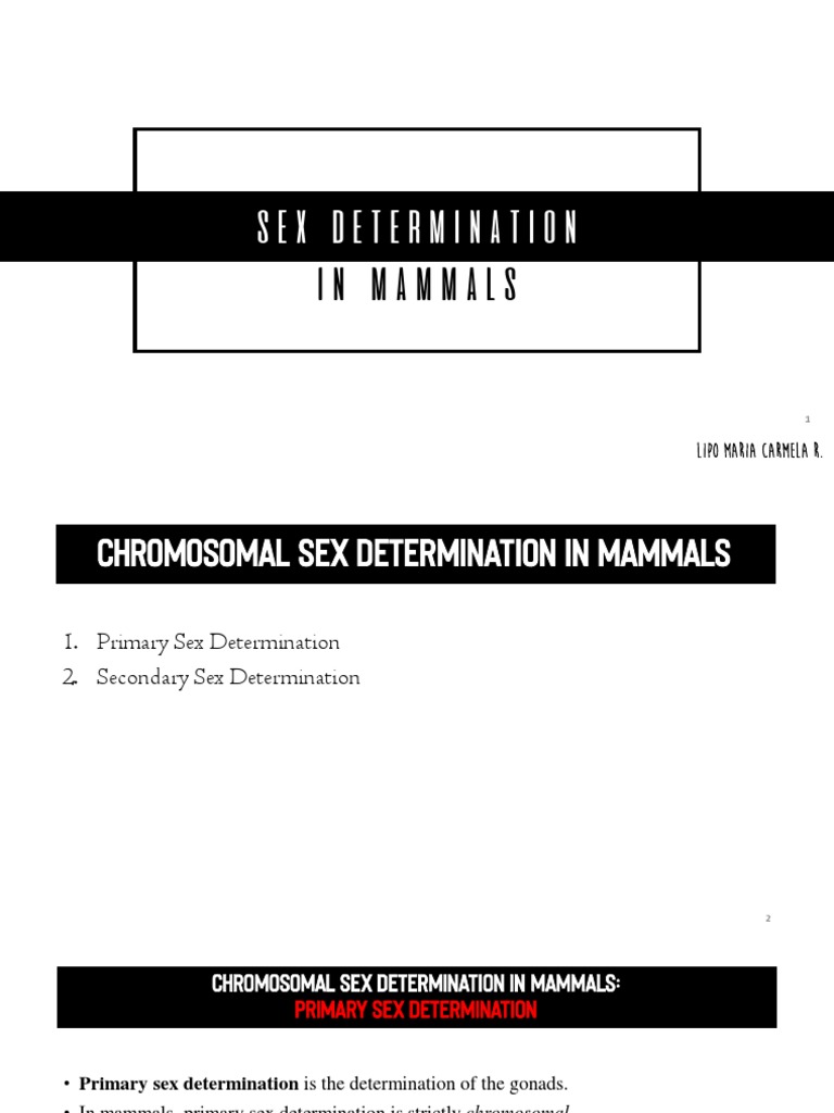 Sex Determination Report Pdf Testicle Biological Processes 