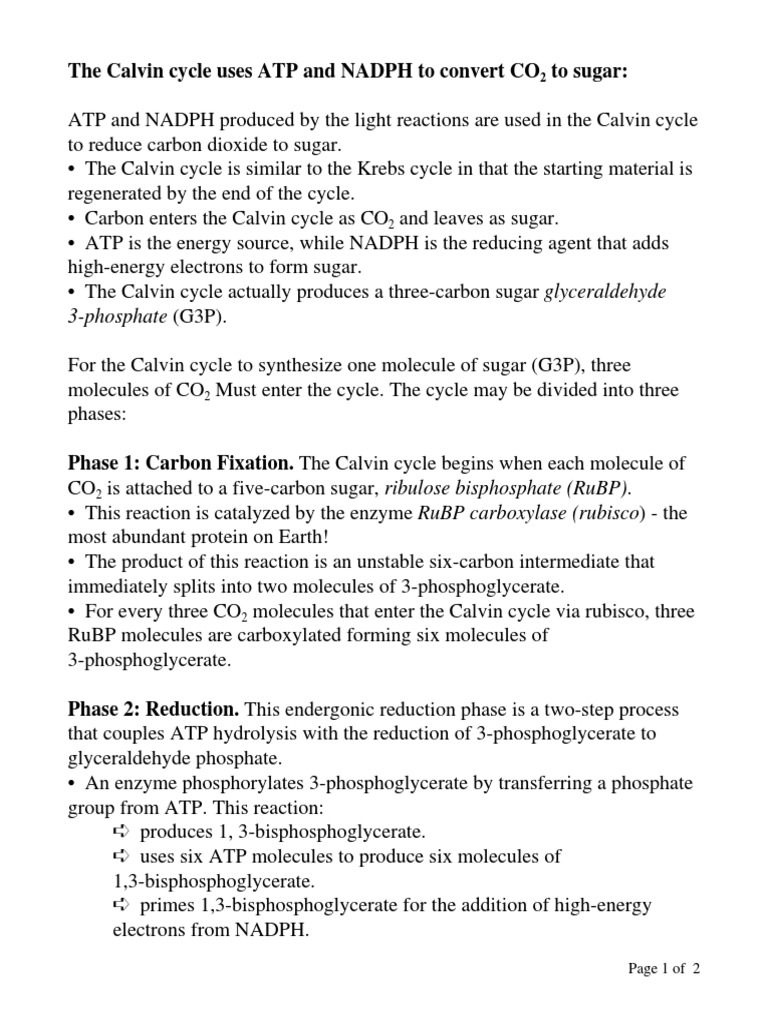 The Calvin Cycle Uses ATP and NADPH To Convert CO To Sugar:: 3 ...