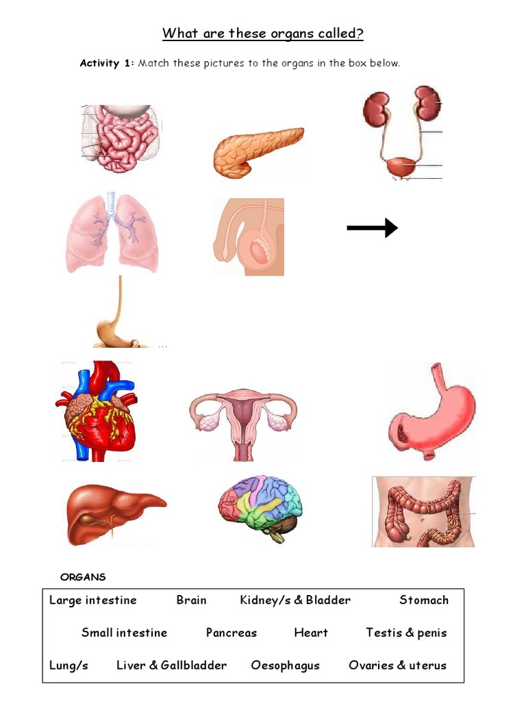 What Are These Organs Called?: Activity 1: Match These Pictures To The ...