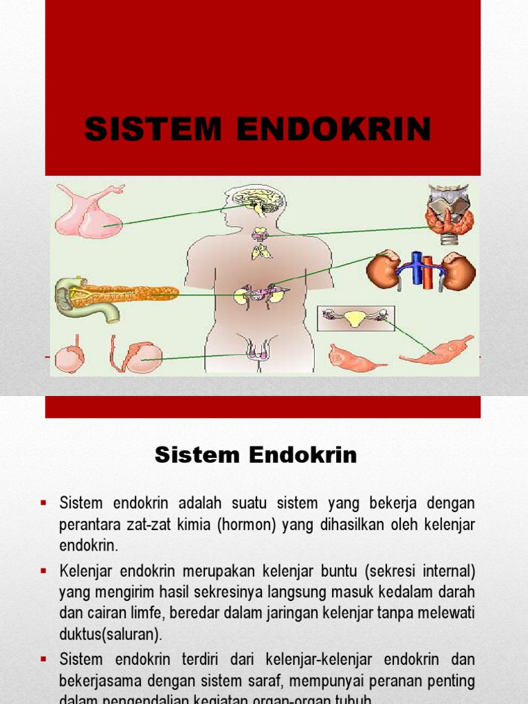 AnFis Kep (4) - Endokrin - 2019 | PDF | Kesehatan Holistik