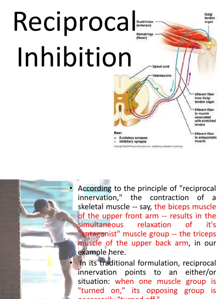 Reciprocal Inhibition | PDF | Human Anatomy | Soft Tissue