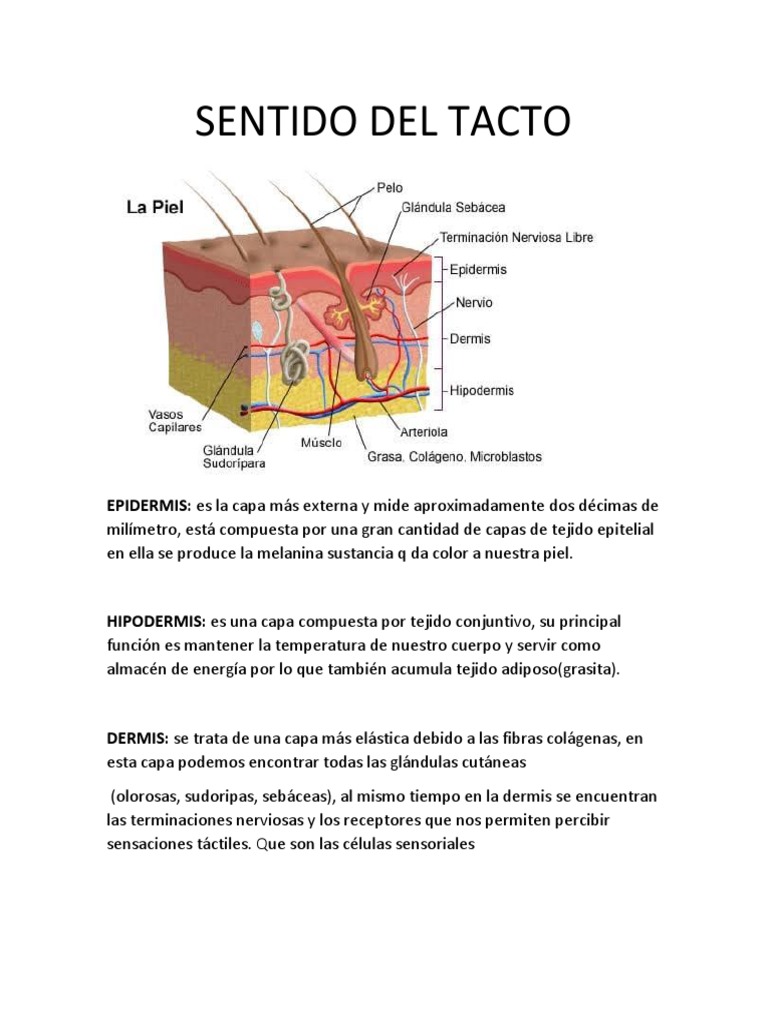 Sentido Del Tacto | PDF | Piel | Sistema nervioso