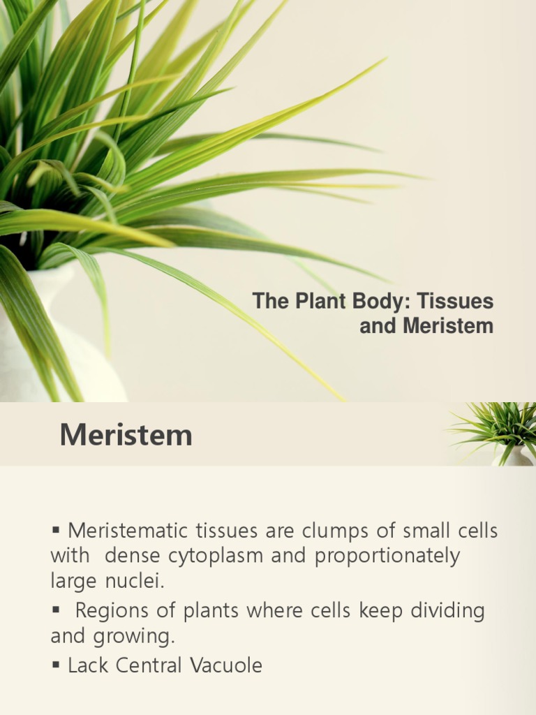 The Plant Body: Tissues and Meristem | PDF | Tissue (Biology) | Plant Stem