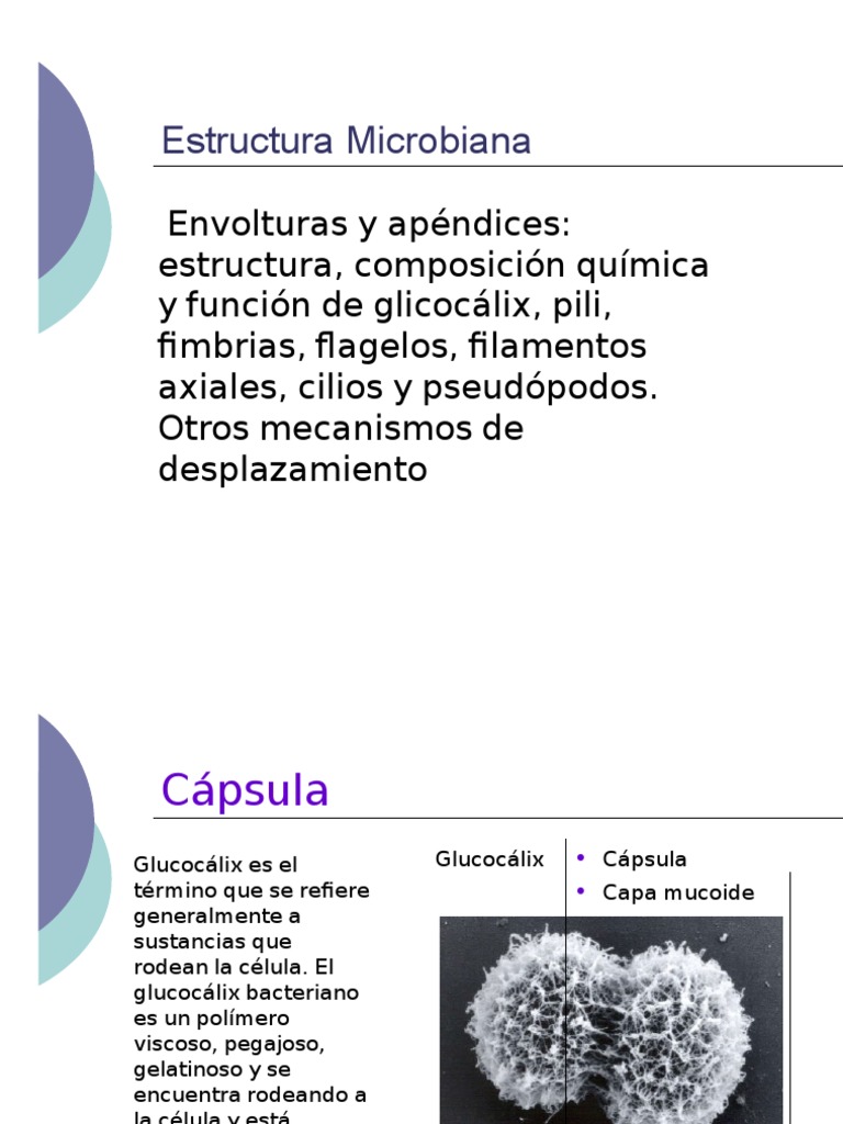 Funciones y Composición de la Cápsula Celular | PDF | Las bacterias ...