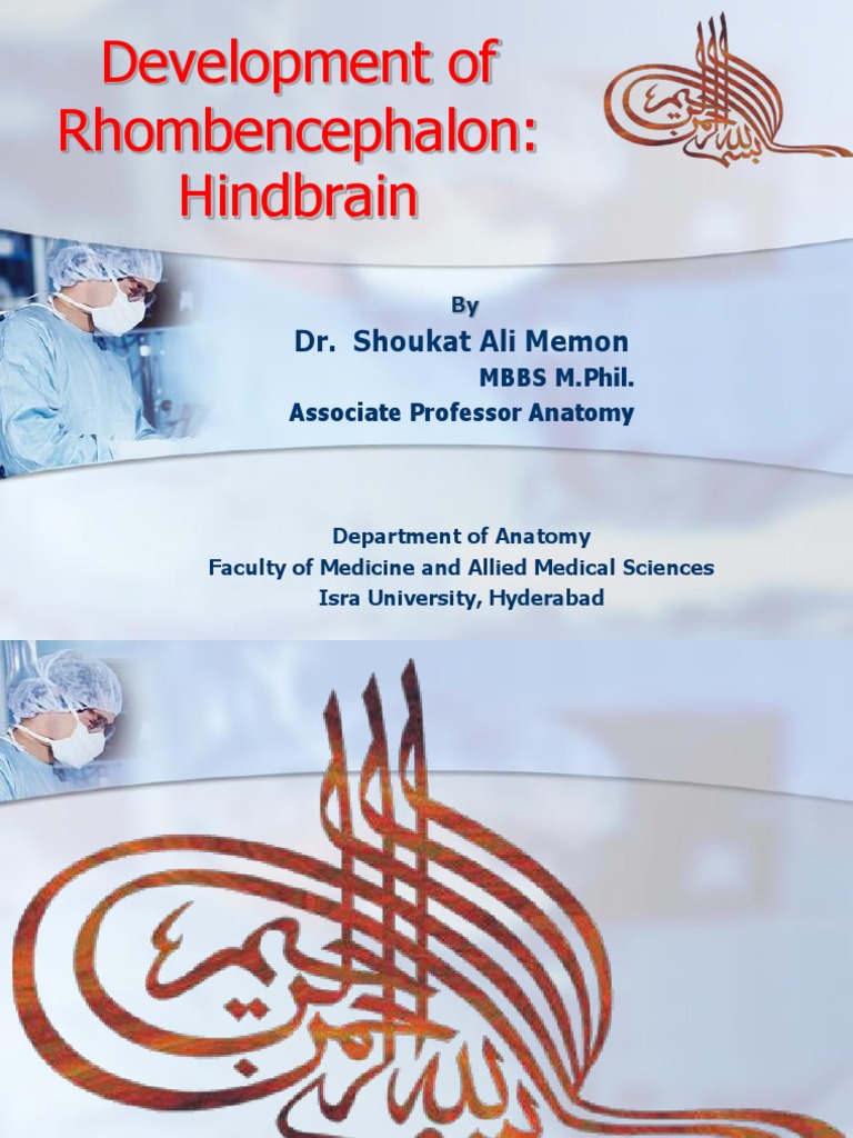 Development of Rhombencephalon | PDF | Cerebellum | Human Head And Neck