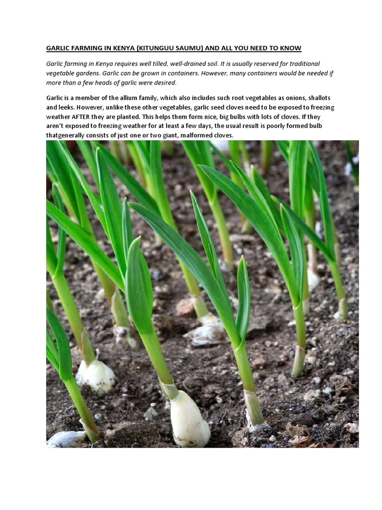 Garlic Farming in Kenya (Kitunguu Saumu) and All You Need To Know | PDF ...