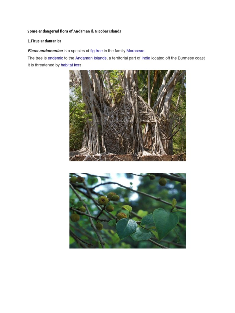Some Endangered Flora of Andaman | PDF | Plants | Horticulture And ...
