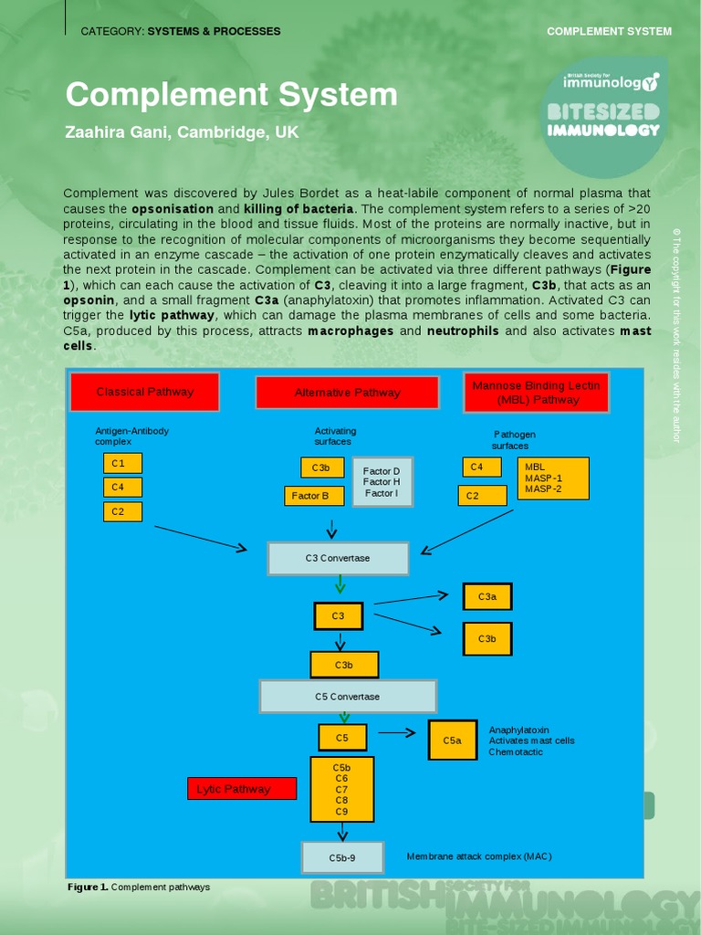 Complement System: Zaahira Gani, Cambridge, UK | PDF | Complement System | Immune System