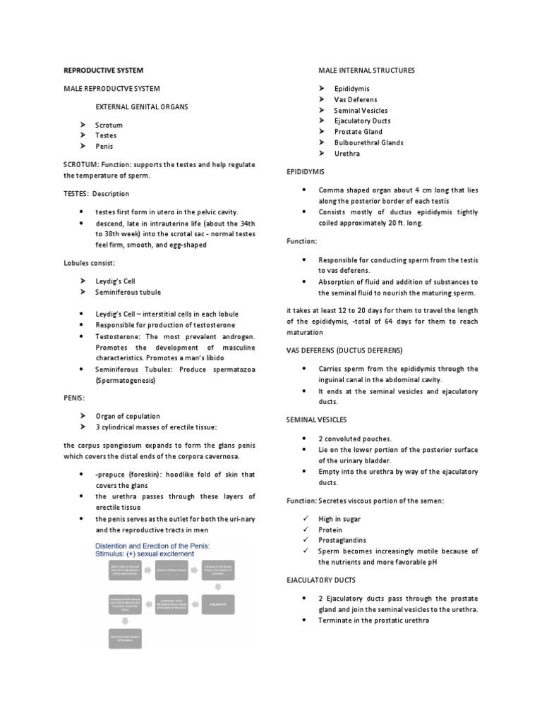 MCN Reviewer | PDF | Menstrual Cycle | Uterus