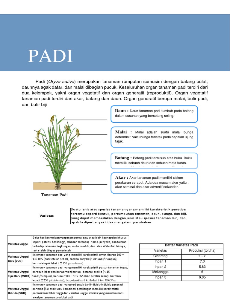 Padi PDF Version-1 | PDF