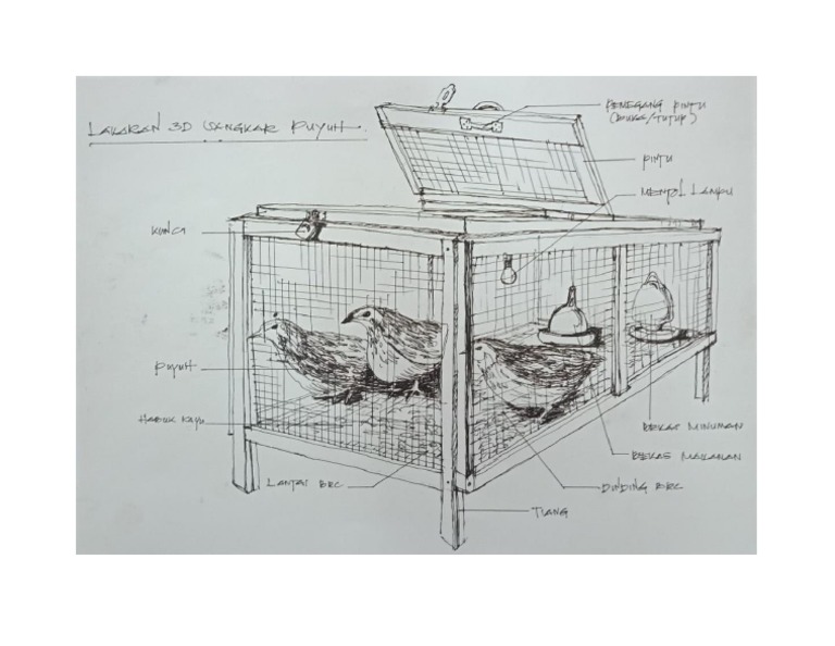Lakaran Reban Ayam Atau Puyuh | PDF