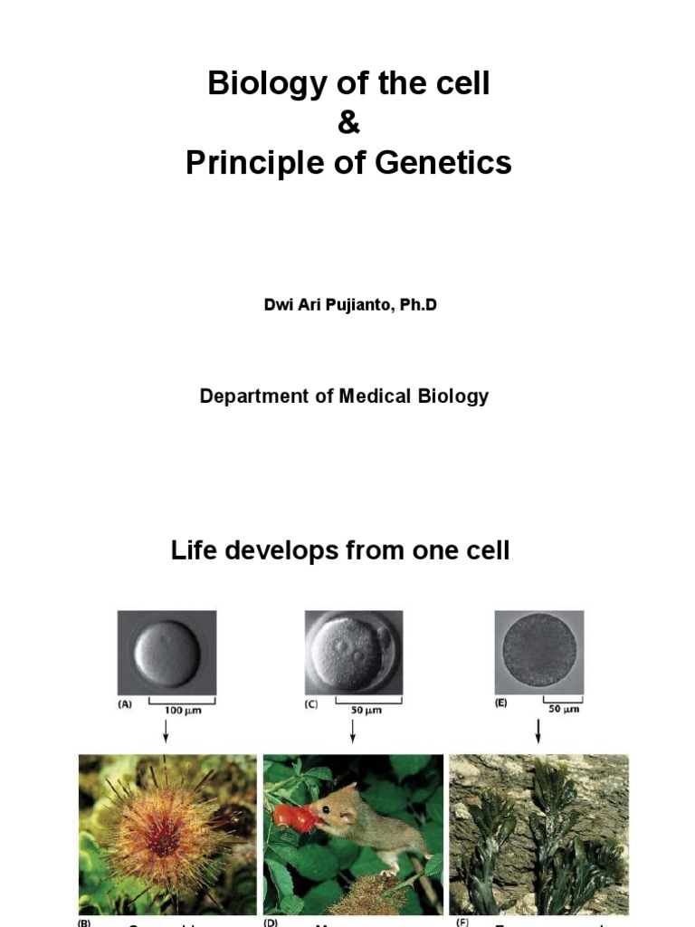 Cell Biology and Genetics Overview | PDF | Dominance (Genetics ...