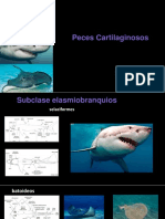 Ecografia Doppler De Vasos Venosos De Miembro Superior Pdf Vena