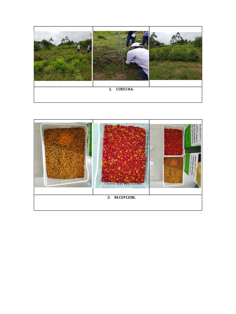 Cosecha | PDF