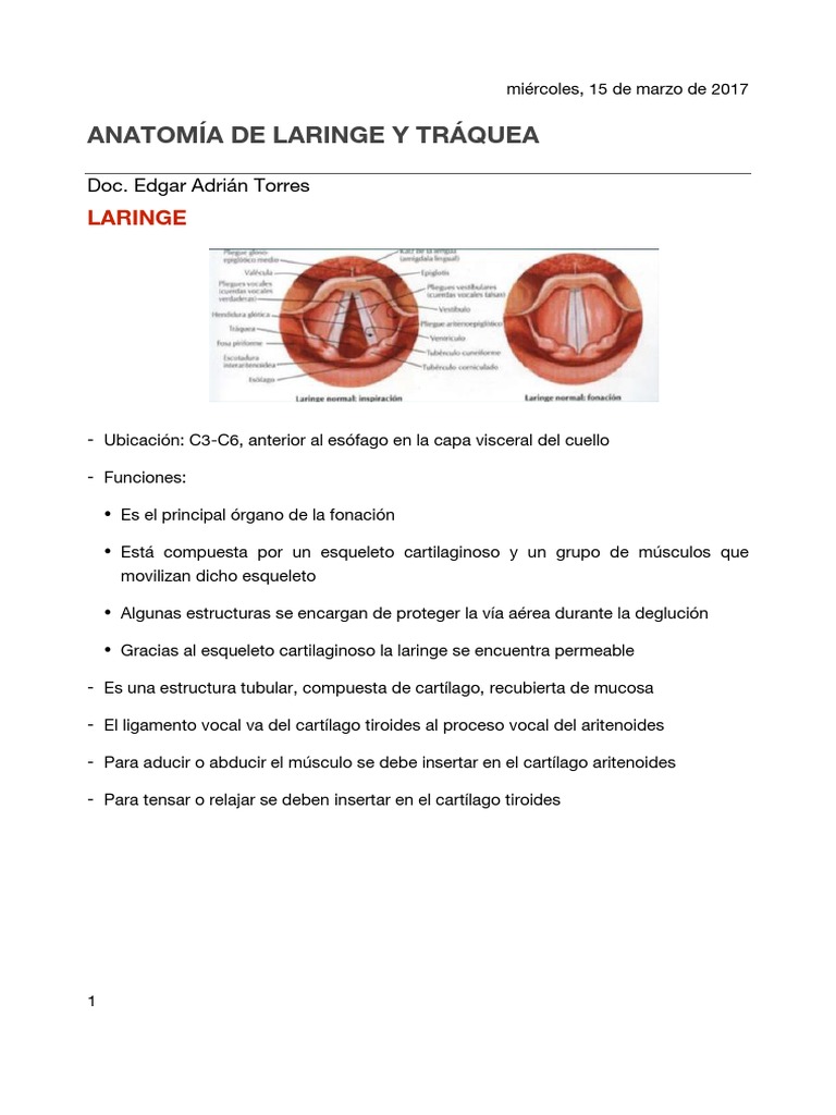 Anatomía de Laringe y Tráquea - Apuntes | PDF | Nervio vago | Laringe