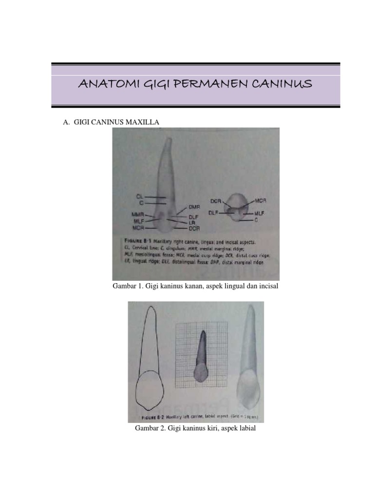 Anatomi Gigi Permanen Caninus | PDF