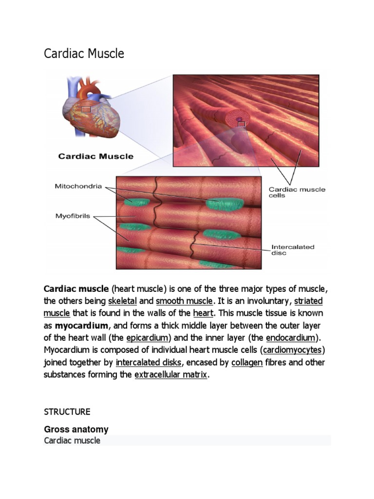 Cardiac Muscle: Cardiac Muscle (Heart Muscle) Is One of The Three Major ...