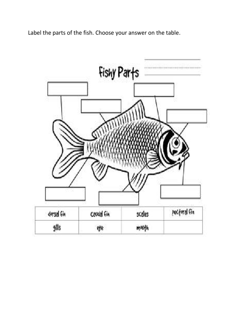 Label The Parts of The Fish. Choose Your Answer On The Table | PDF