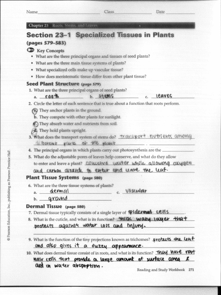 Plant Tissue Notes 1 | PDF