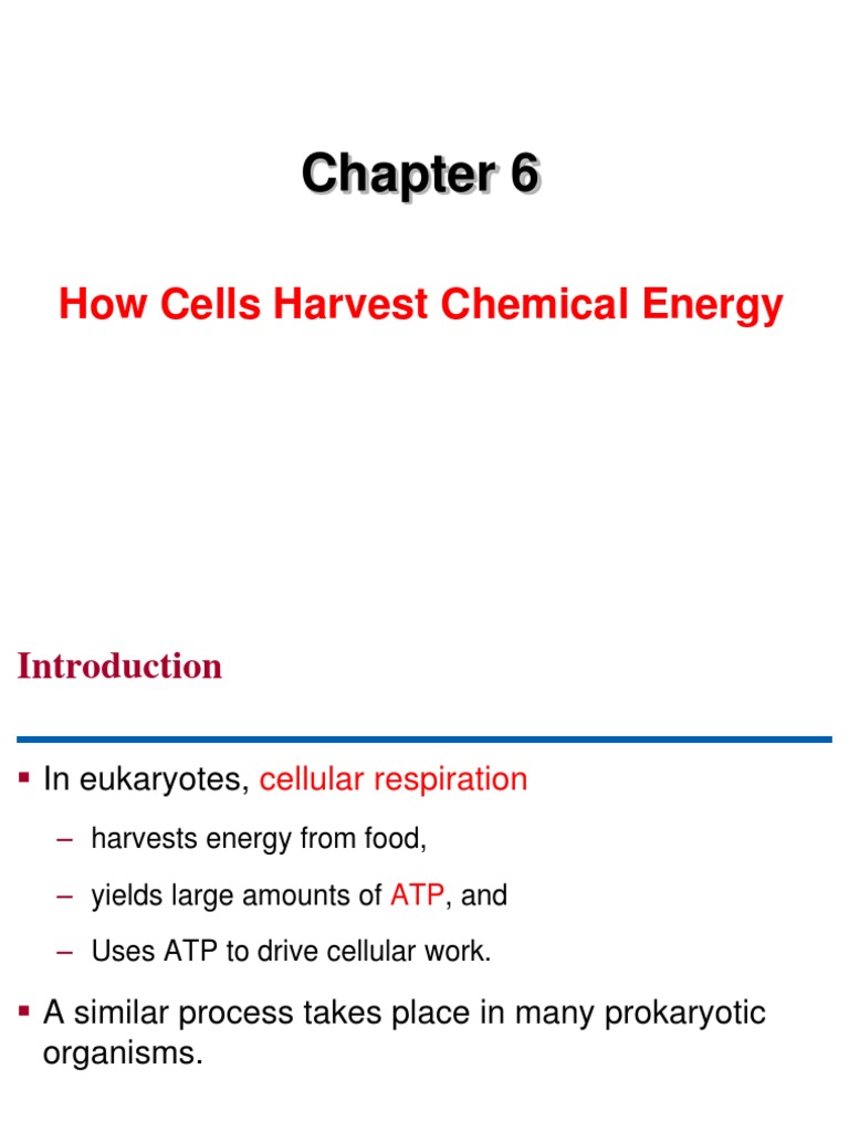 How Cells Harvest Chemical Energy | PDF | Cellular Respiration ...