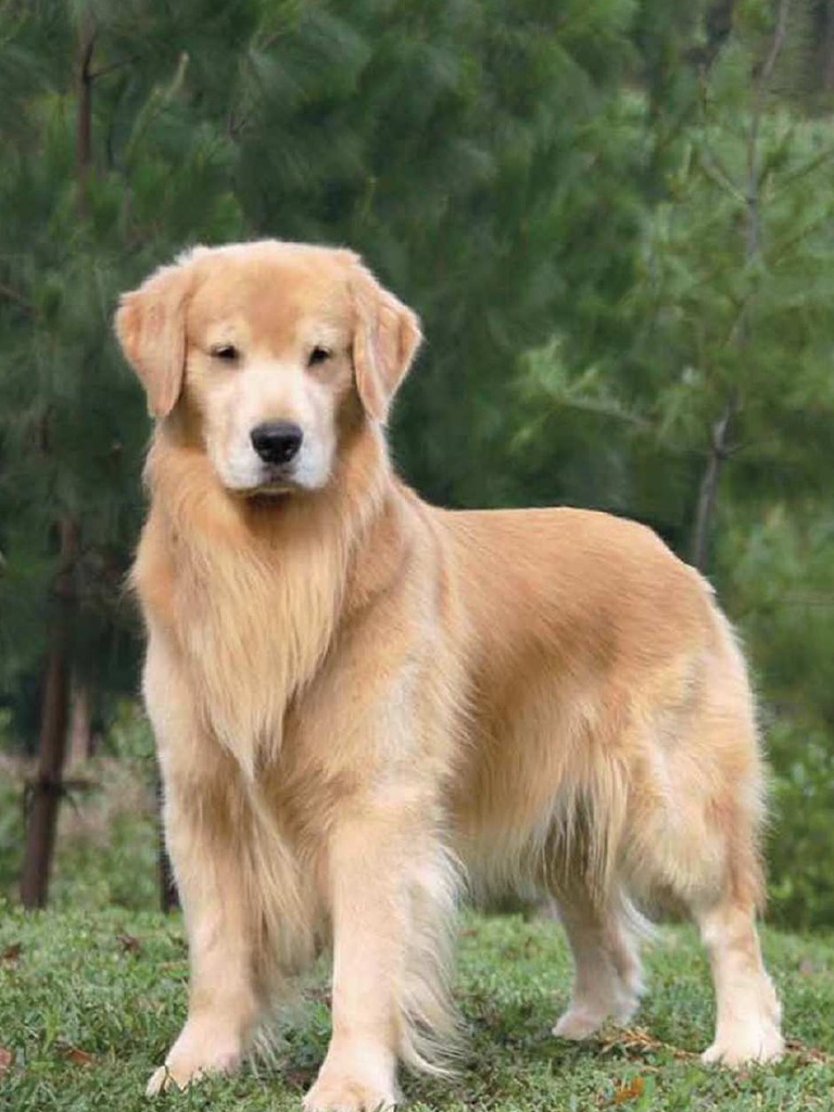 Golden Retriever | PDF