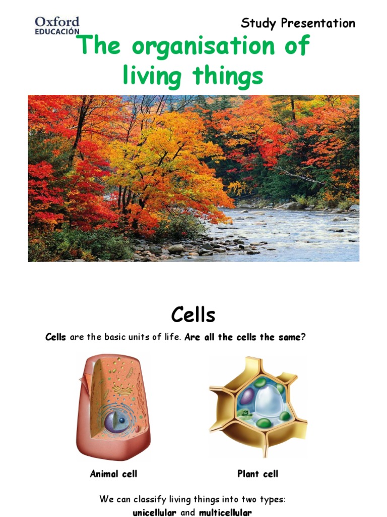 Organisation of Living Things Study Presentation | PDF | Tissue ...