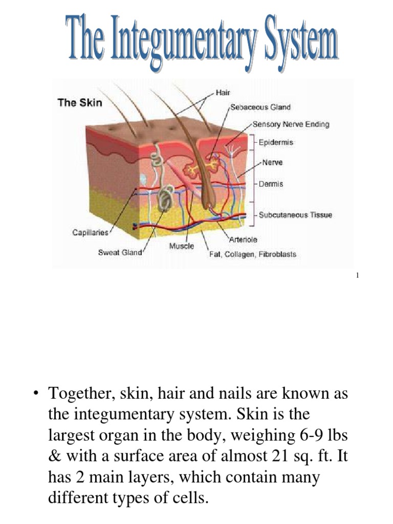 Integumentary System1 | PDF | Integumentary System | Epithelium