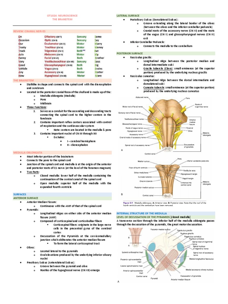 The Brainstem: Ot1024: Neuroscience | PDF | Brainstem | Spinal Cord