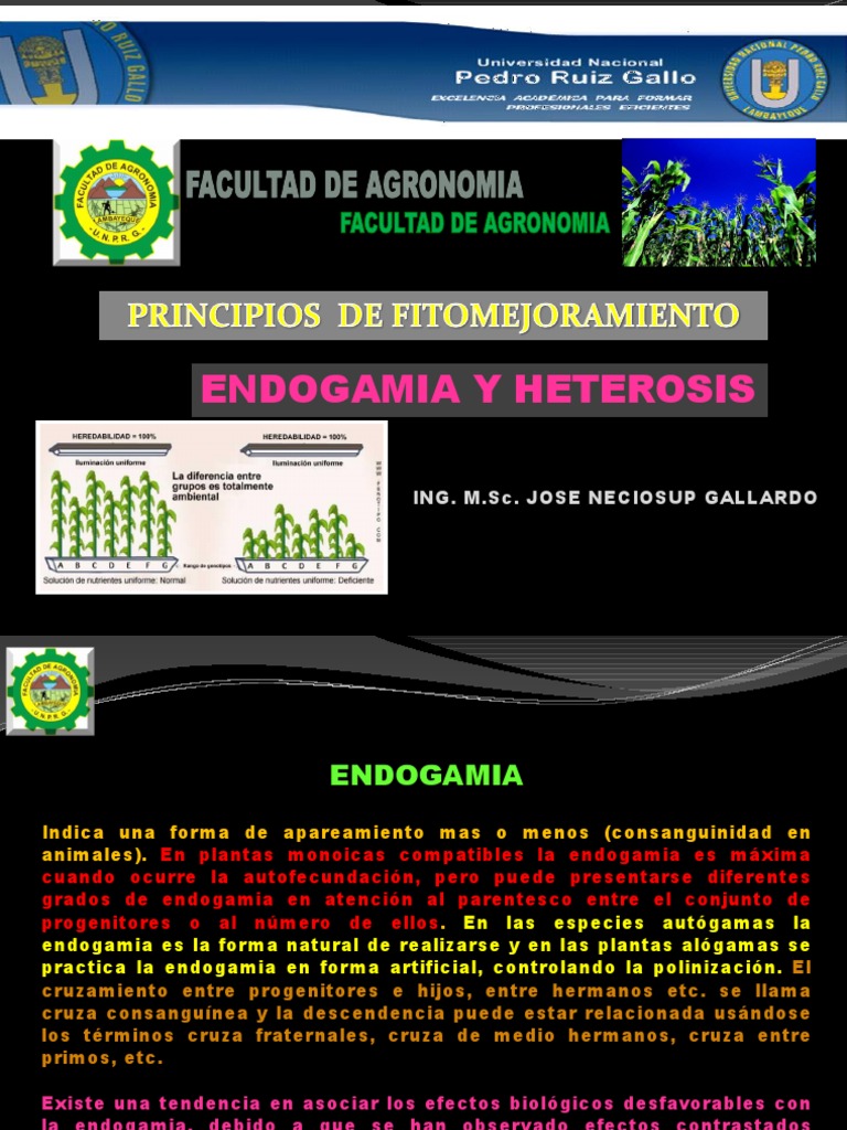 Fitomejoramiento - Endogamia y Heterosis | PDF | Endogamia | Dominancia (Genética)