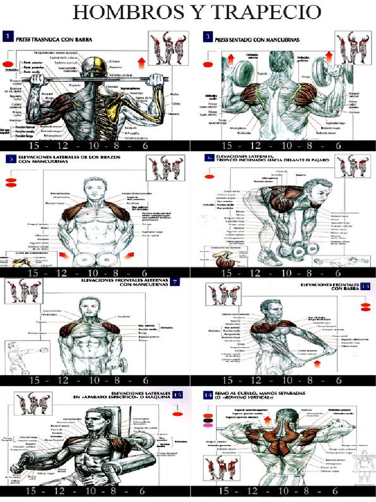 Hombro Y Trapecio Gym Pdf