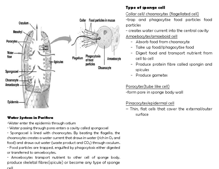 Type of Sponge Cell: Water System in Porifera | PDF