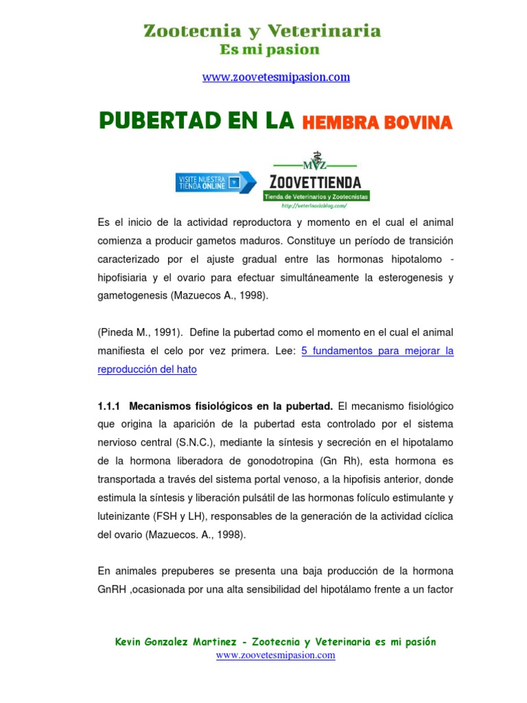 Pubertad y ciclo estral en vacas | PDF | Hormona luteinizante | Sistema ...