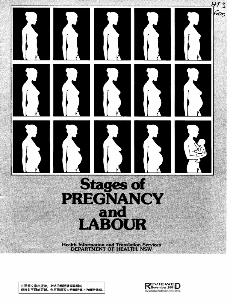 Stages of Pregnancy | PDF