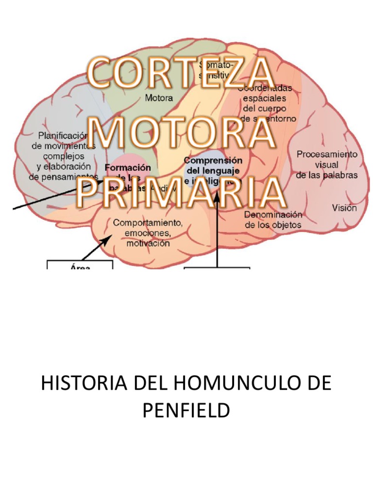 Corteza Motora Primaria | PDF | Sistema nervioso central | Anatomía humana