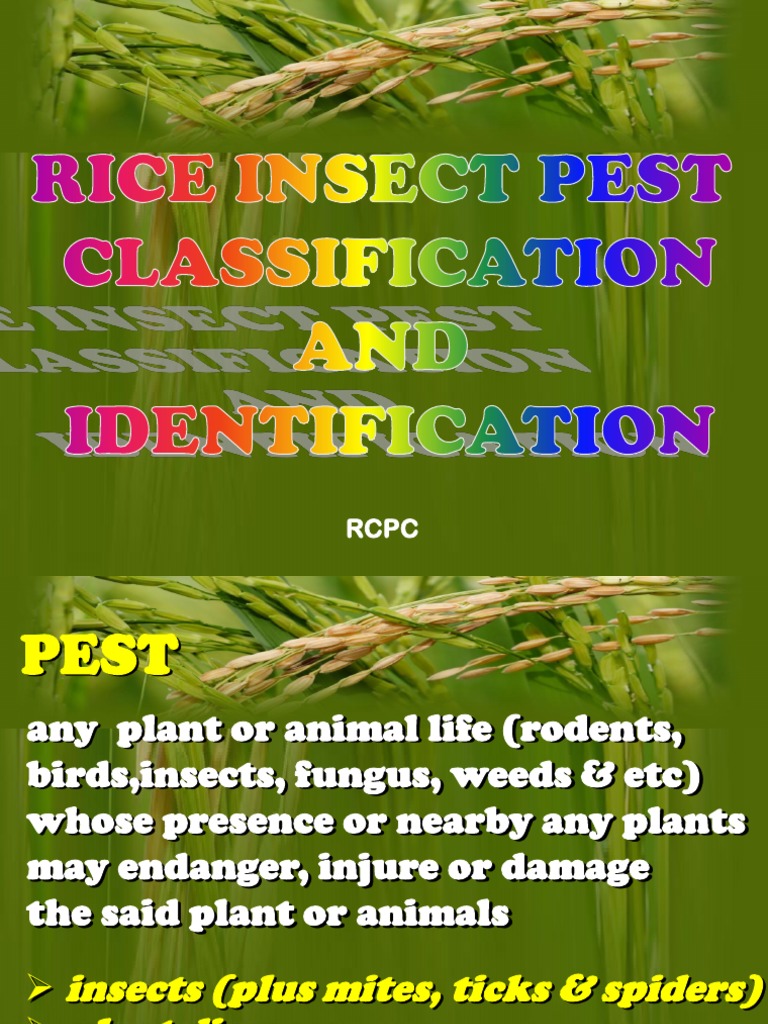 Rice Insect Pest, Classification and Identification | PDF | Insects ...